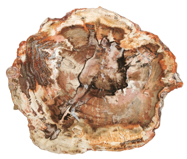 Bois pétrifié | L'Araucaria Bois Pétrifié